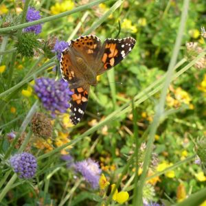 Bee, Bird & Butterfly Mix – Scotia Seeds