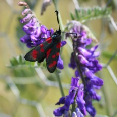 Flowering Lawn Mix – Scotia Seeds