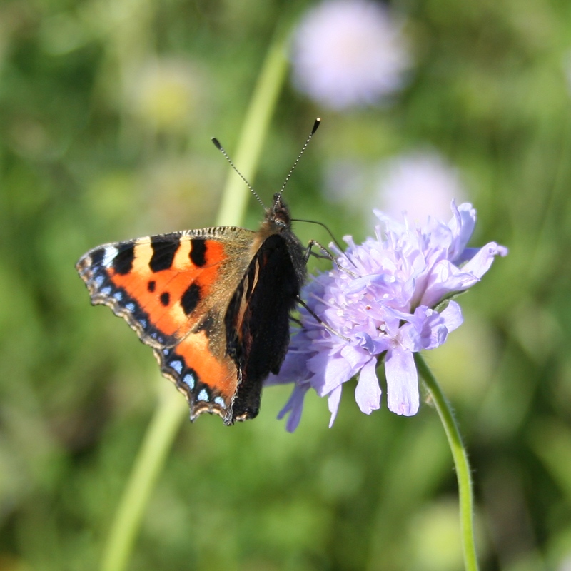 Butterfly Mini-mix – Scotia Seeds