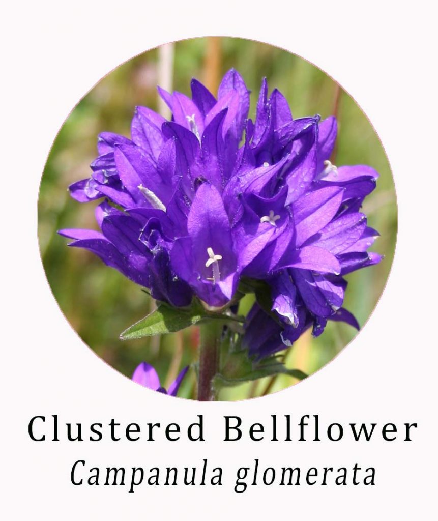 Bee, Bird & Butterfly Mix – Scotia Seeds