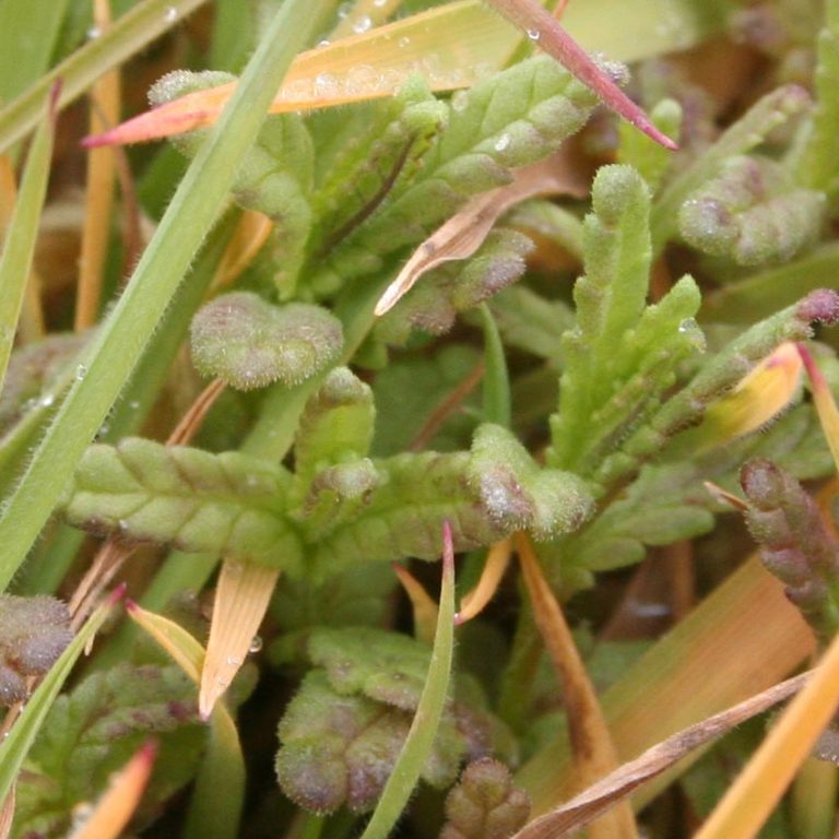 Yellow Rattle (Rhinanthus minor) – Scotia Seeds