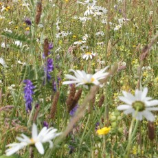 Woodland Meadow Mix – Scotia Seeds