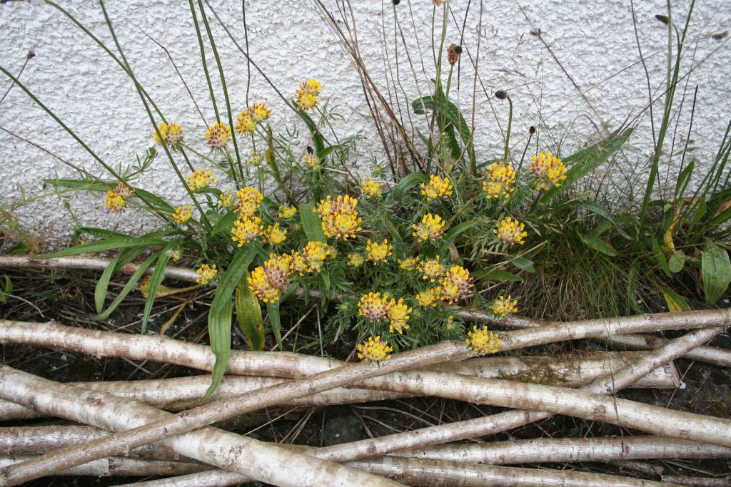 Kidney Vetch – Scotia Seeds