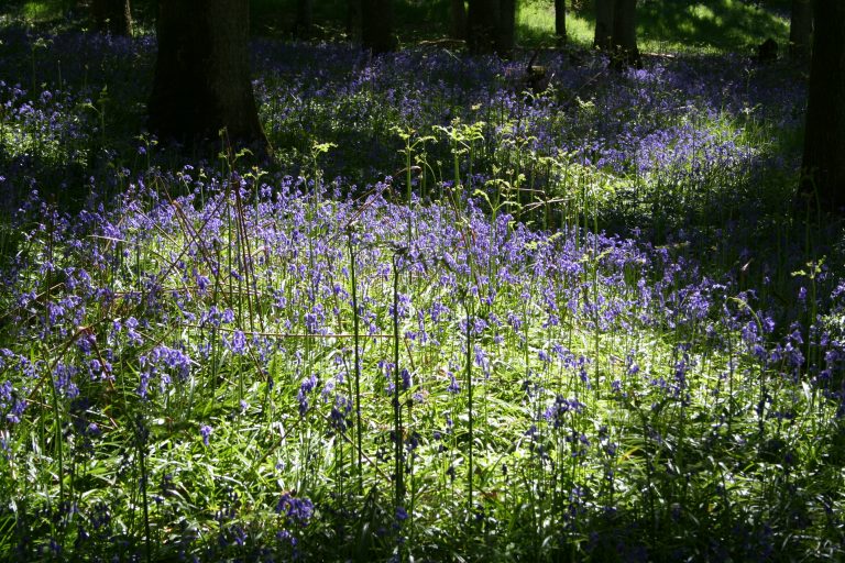 Bluebell – Scotia Seeds