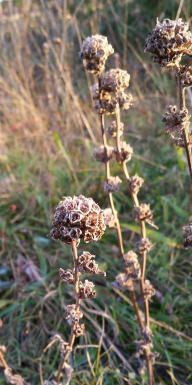 Clustered Bellflower – Scotia Seeds