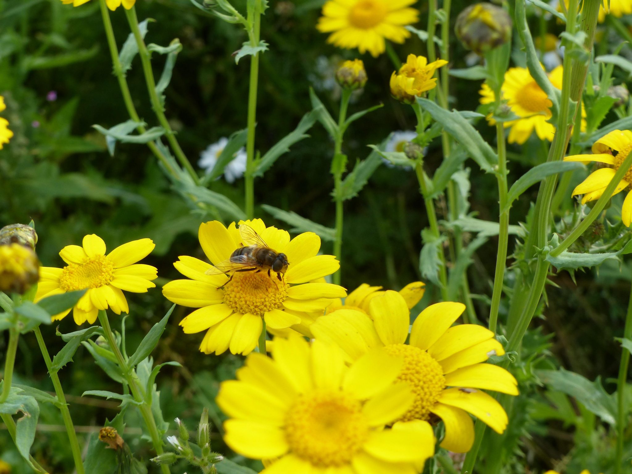 Corn Marigold – Scotia Seeds