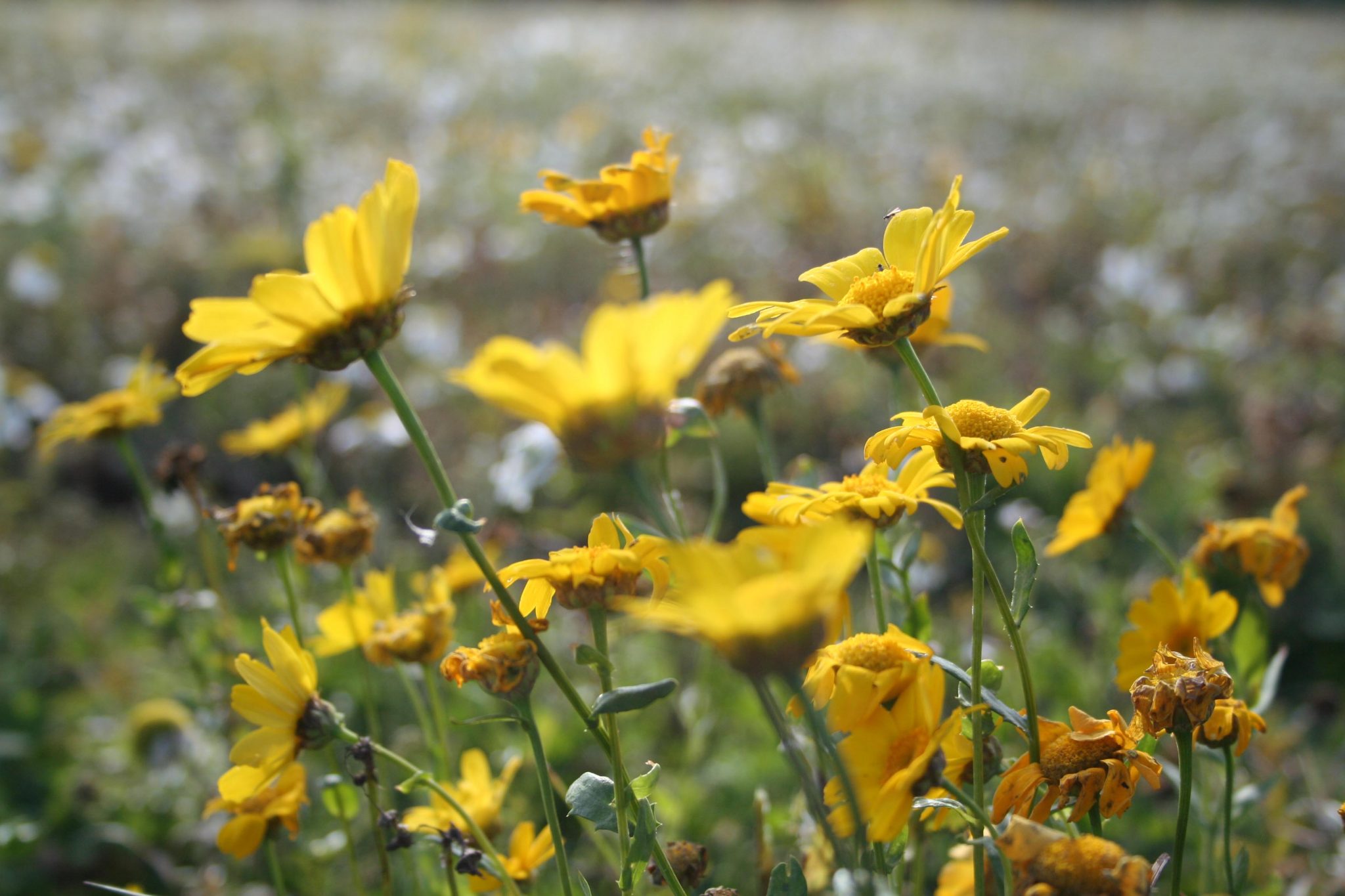 Corn Marigold – Scotia Seeds