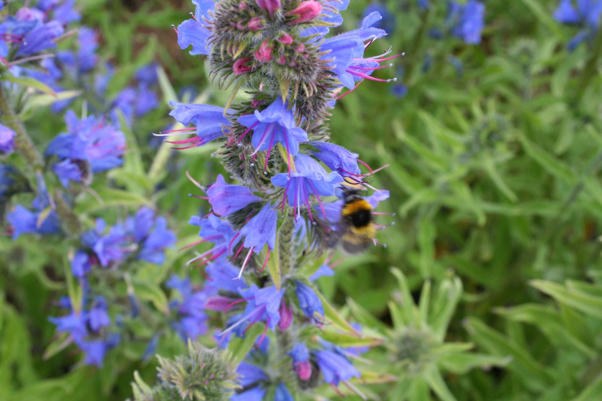 Viper’s Bugloss – Scotia Seeds