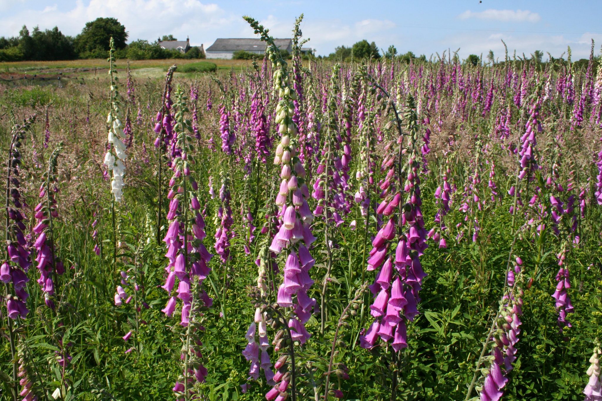 Foxglove – Scotia Seeds