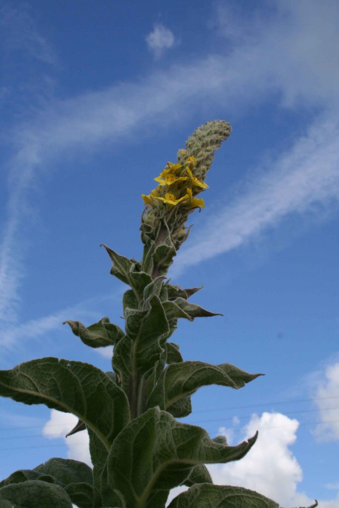 Mullein – Scotia Seeds