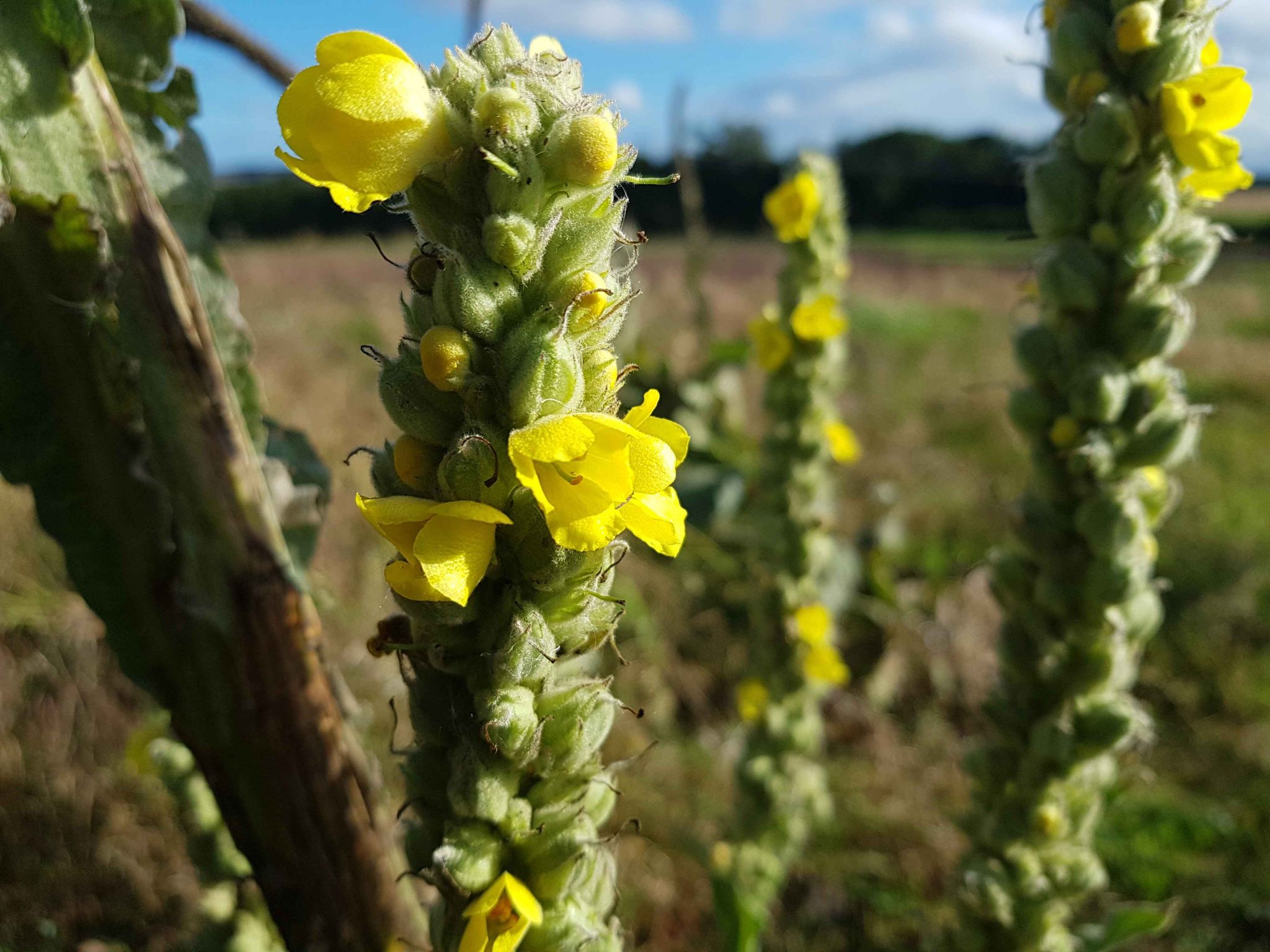 Mullein – Scotia Seeds