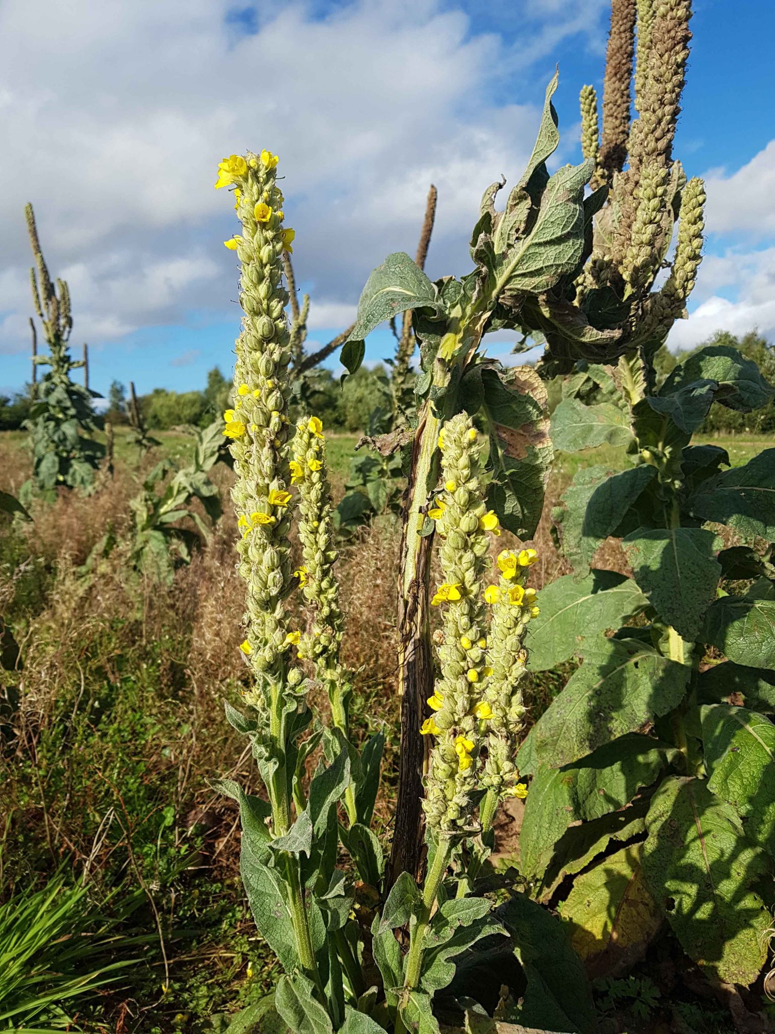 Mullein – Scotia Seeds