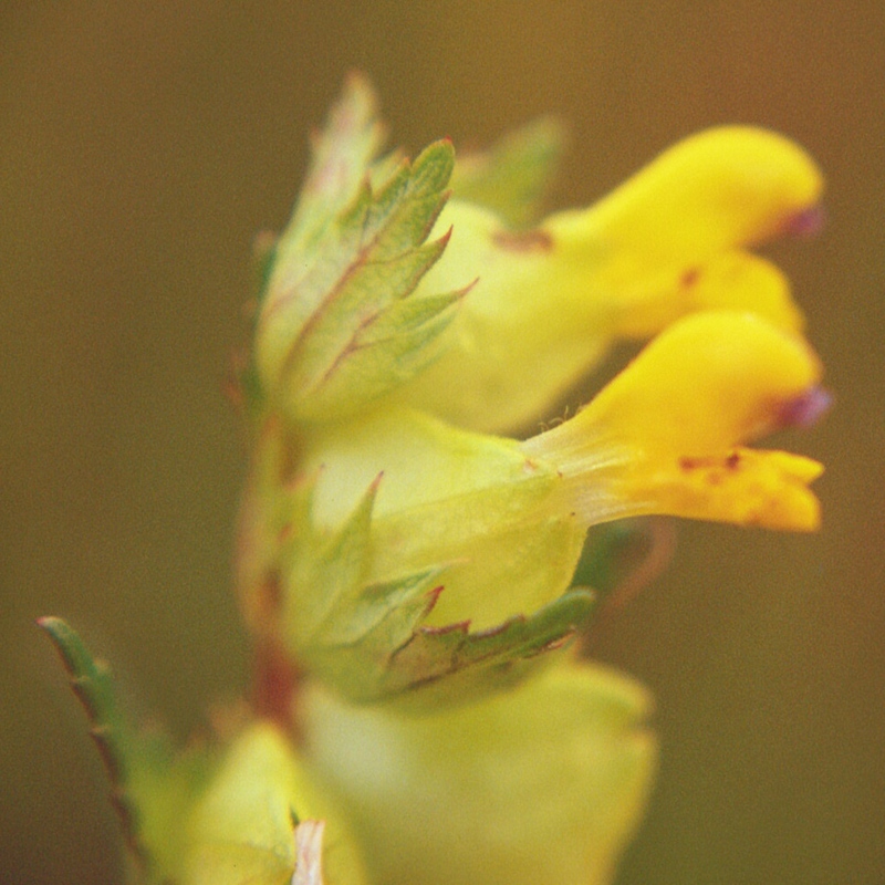 Yellow Rattle (Rhinanthus minor) – Scotia Seeds