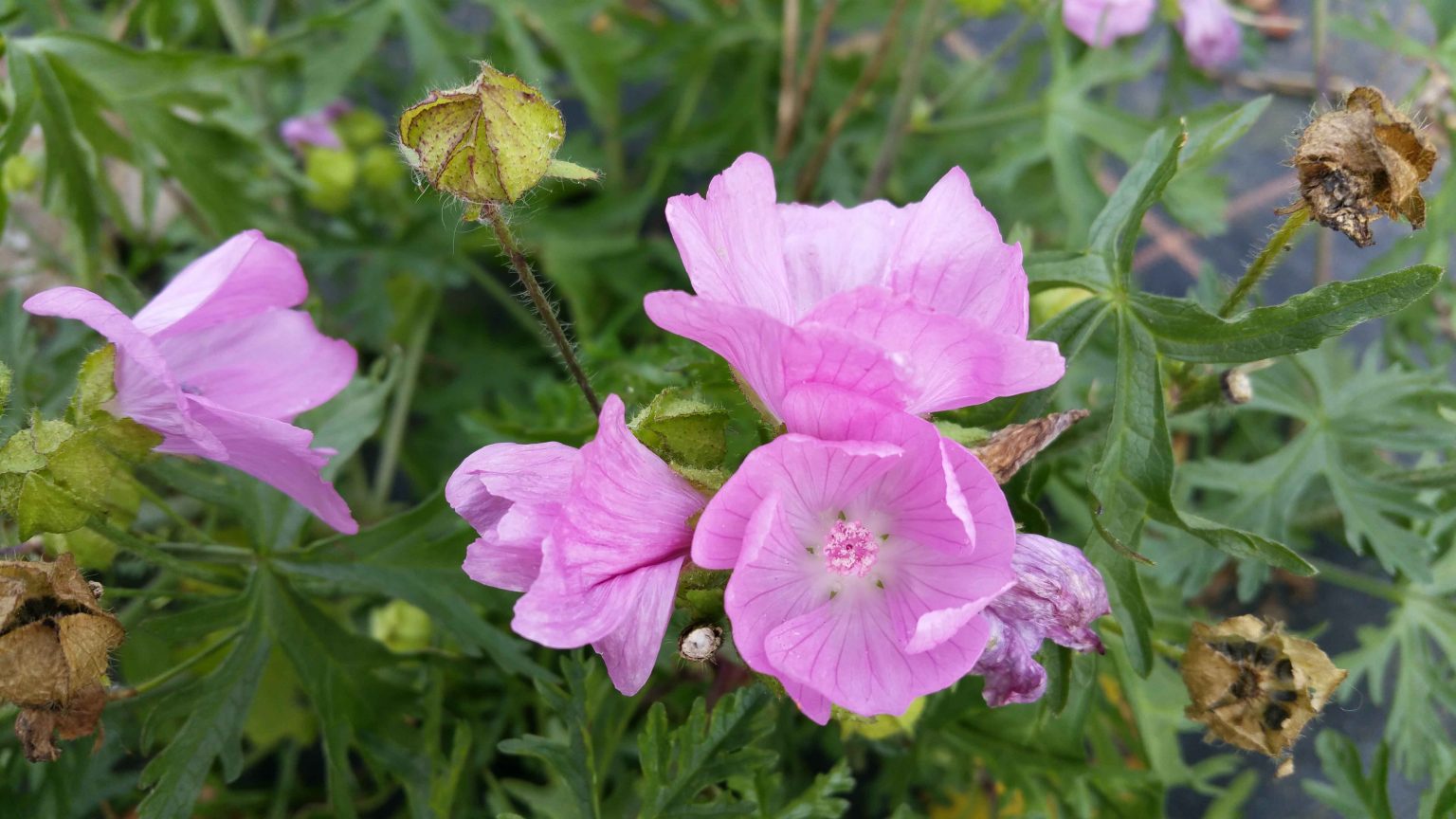 Musk Mallow – Scotia Seeds