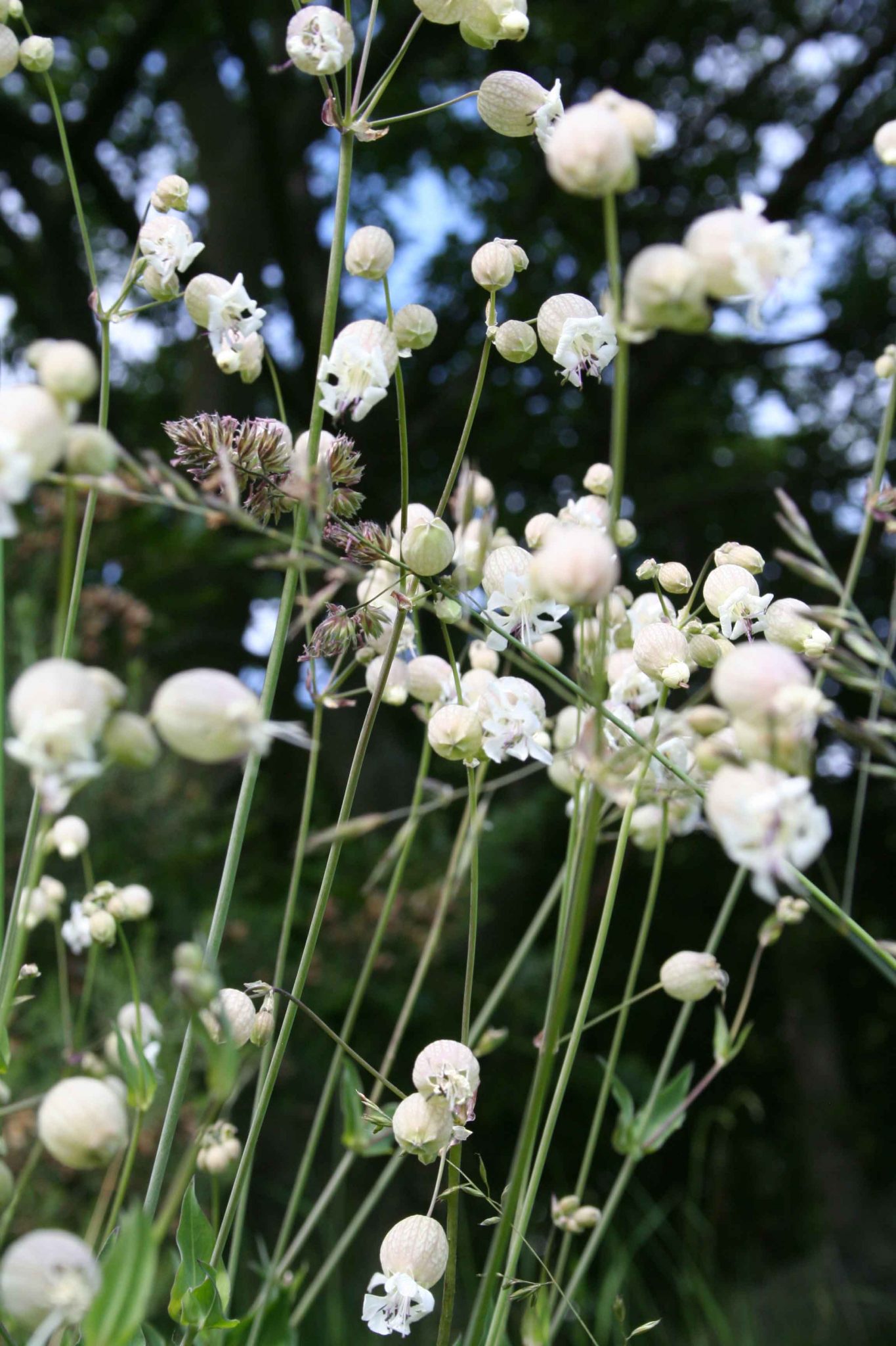 Bladder Campion – Scotia Seeds